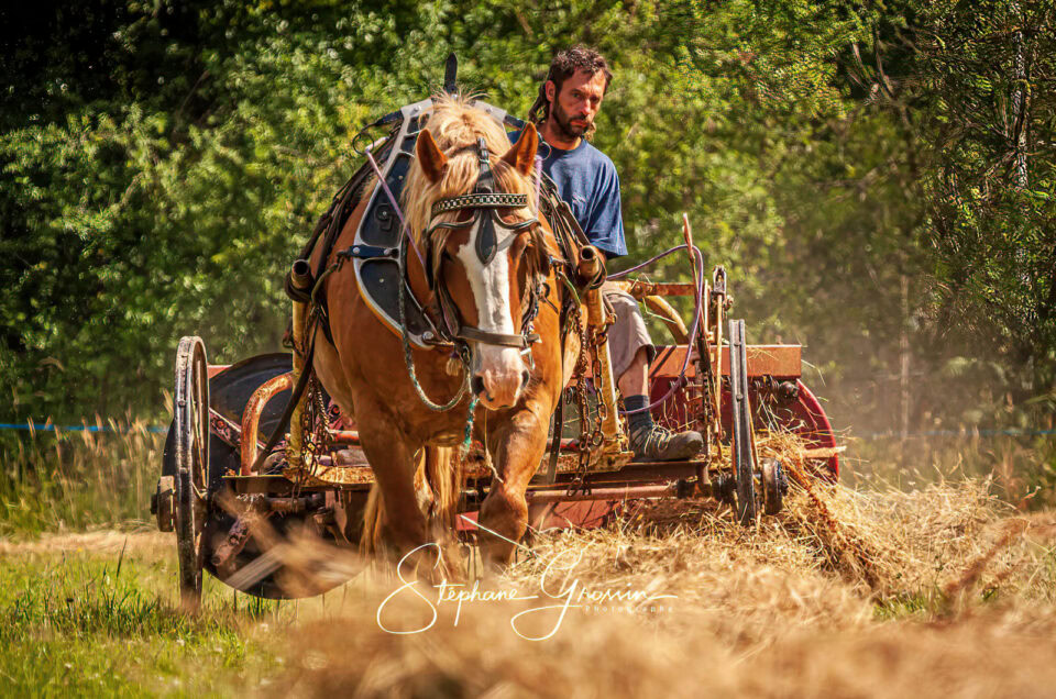 Reportage photo des foins en traction animale - Photographies de l ...